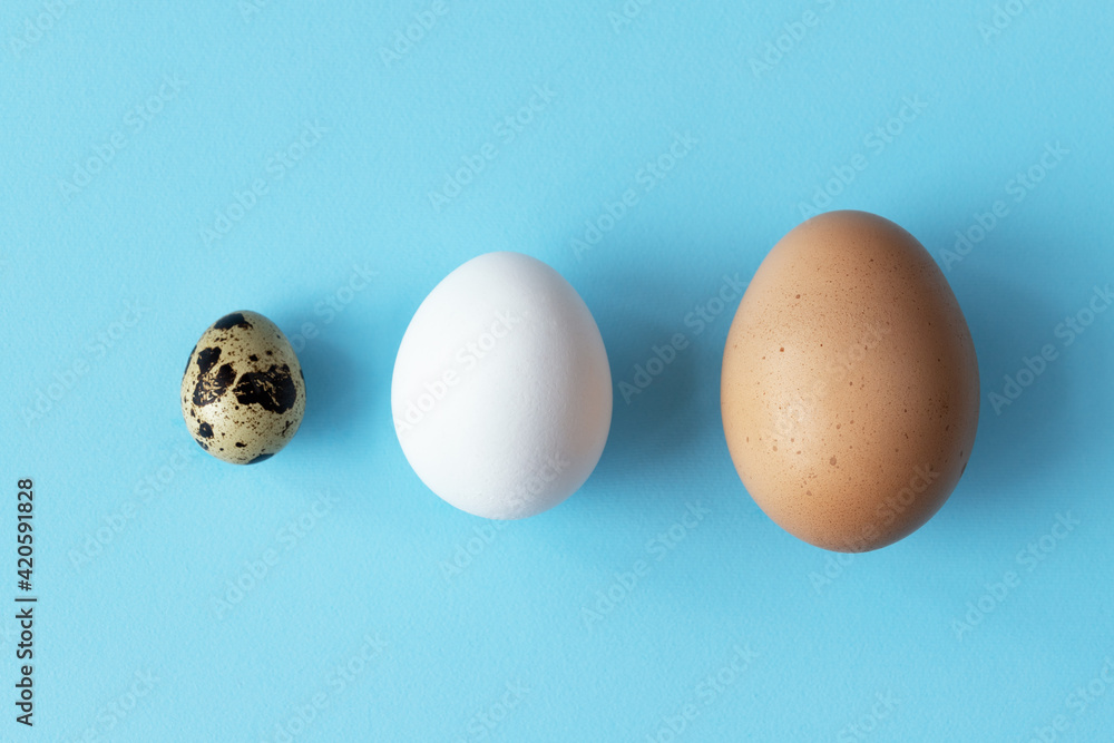Three type of different birds eggs isolated on blue paper background ...