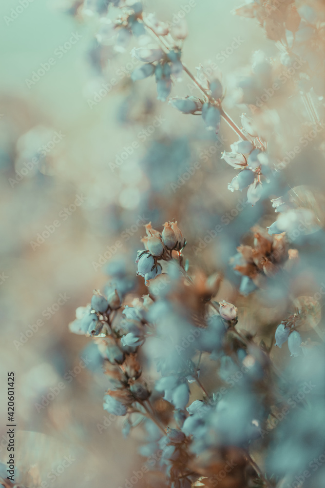 Dry Blue Plants Stock Photo | Adobe Stock