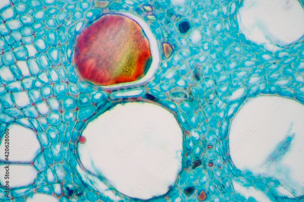 Micrograph of Caulis aristolochiae manshuriensis stem plant cell Stock ...