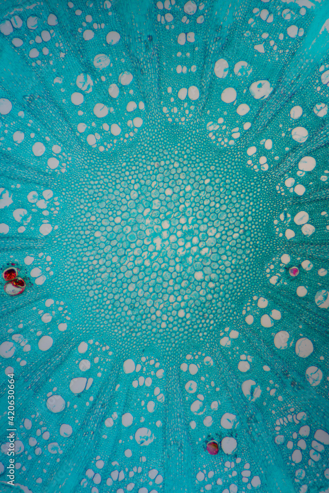 Micrograph of Caulis aristolochiae manshuriensis stem plant cell Stock ...
