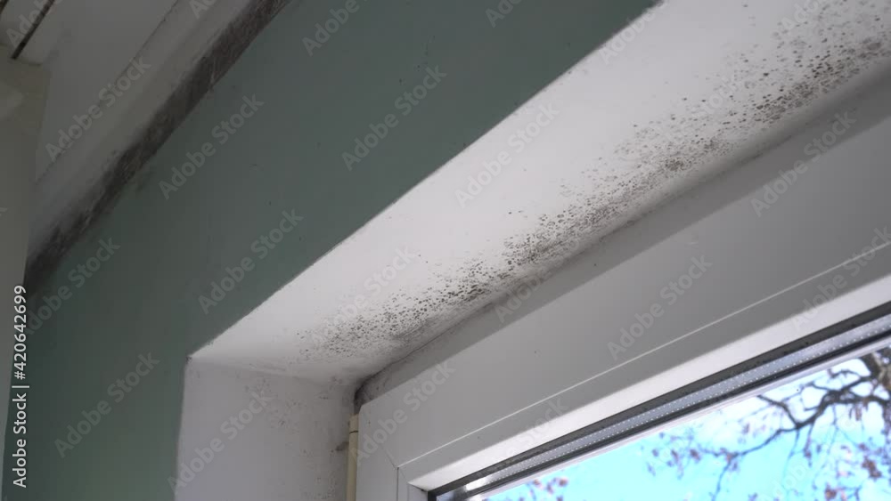 Growth of black mold on the walls inside an apartment building ...
