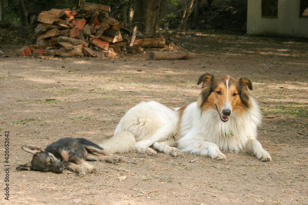 Perro grande y perro chico de diferentes razas echados en el piso de un ...
