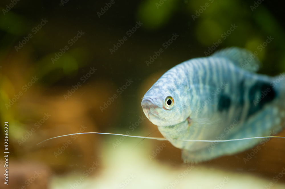 Trichogaster trichopterus fish in a beautiful aquarium Stock Photo ...
