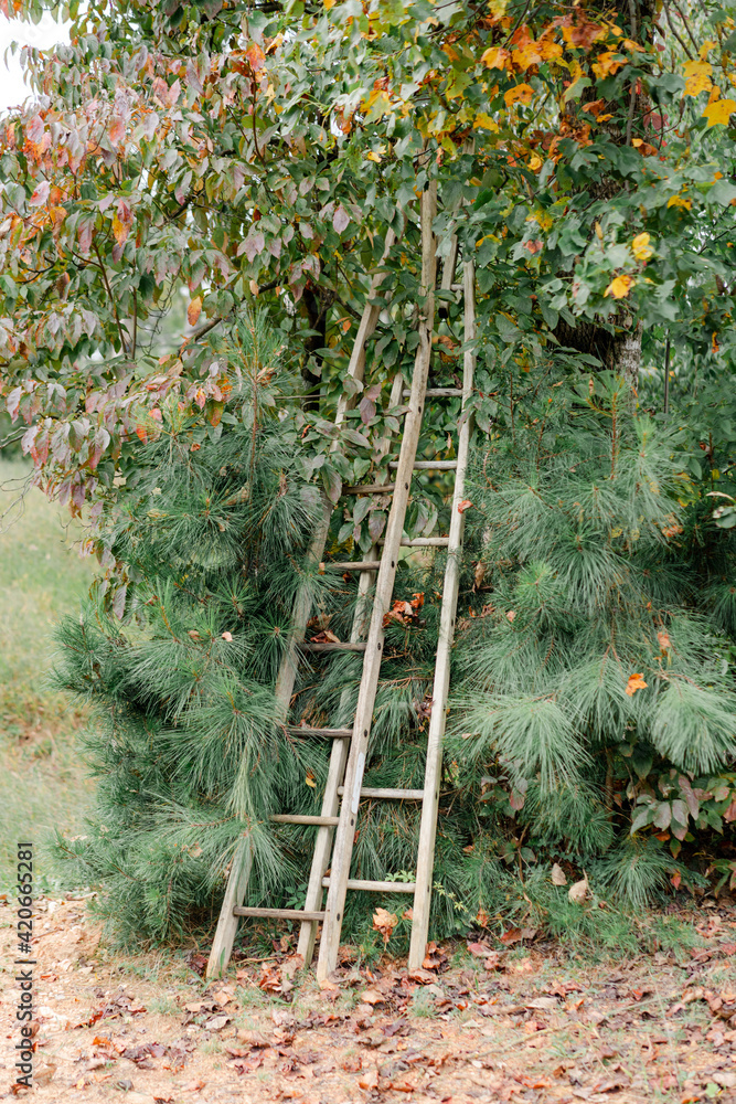 Ladders for apple picking Stock Photo | Adobe Stock