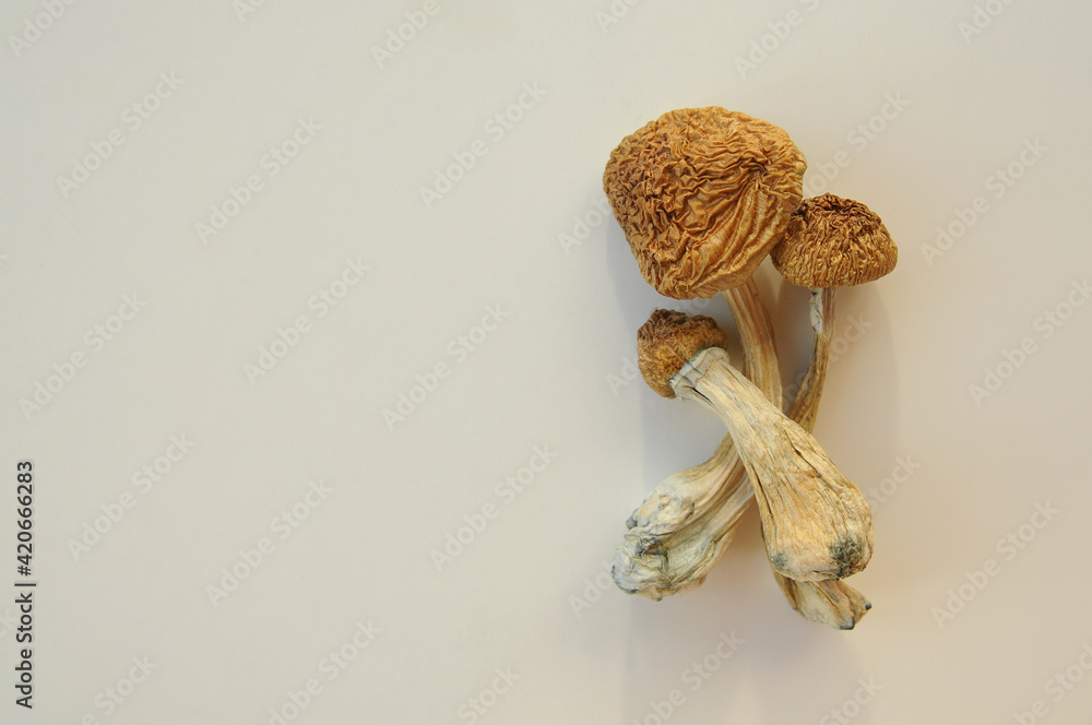 Psilocybe Cubensis mushrooms isolated on white background. Psilocybin ...