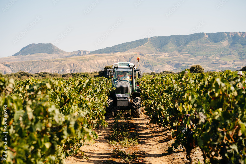 Back view of a tractor carrying grapes during grape harvesting Stock ...