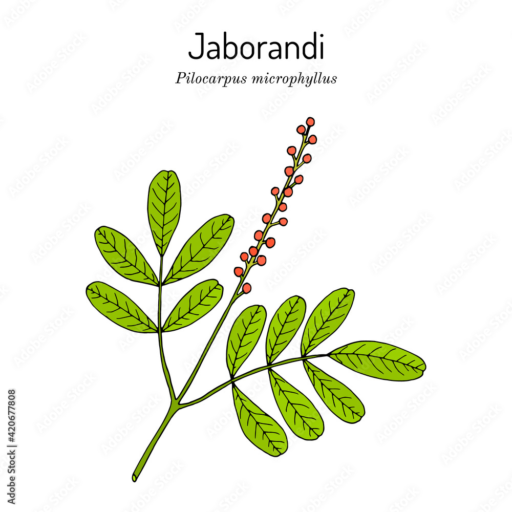 Maranham jaborandi, Pilocarpus microphyllus, medicinal plant Stock ...