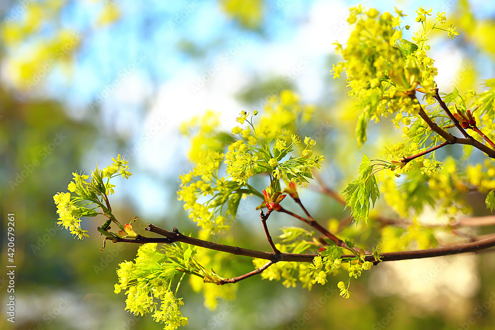 blooming maple branches, spring detail flowers on a tree branch Stock ...
