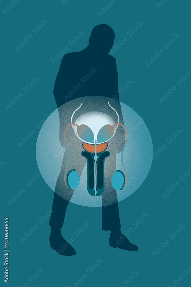 Male reproductive system illustration Stock Illustration | Adobe Stock