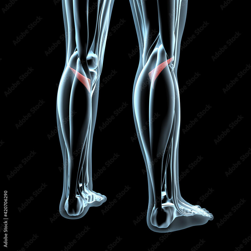 3D Illustration of the Popliteus Muscles on Xray Musculature Stock ...