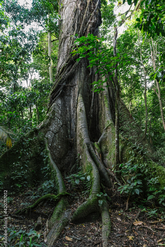 Old Ceiba Tree in Lush Costa Rica Rainforest Stock Photo | Adobe Stock