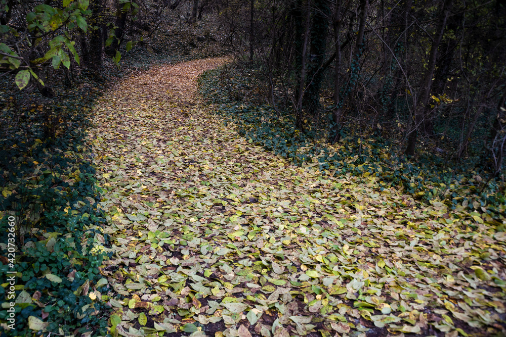 Path from autumn leaves Stock Photo | Adobe Stock