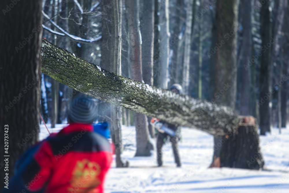 Process of felling the trees, team of professional lumberjack ...
