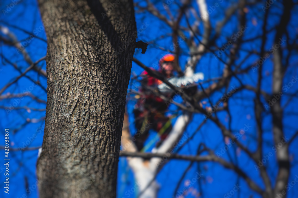 Arborist tree surgeon cutting tree branches with chainsaw, lumberjack ...