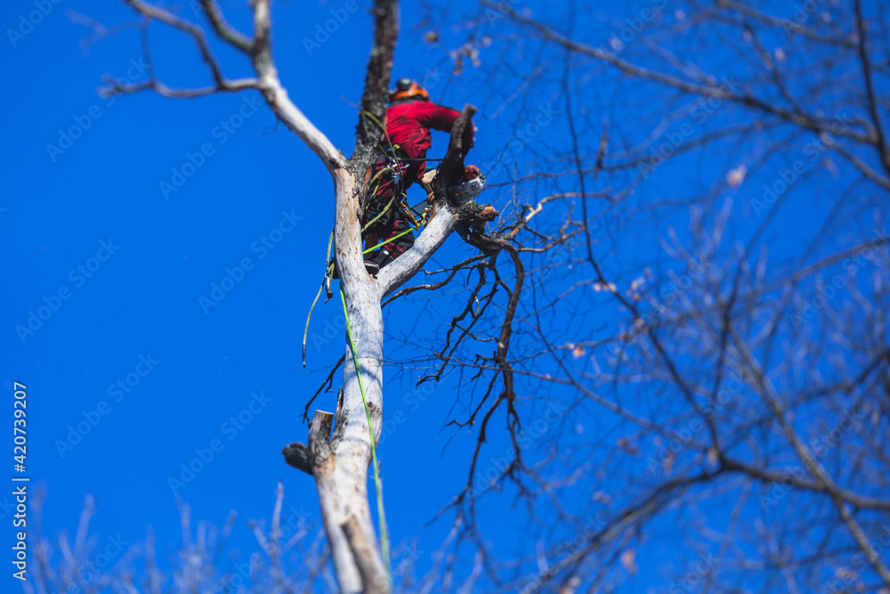 Arborist tree surgeon cutting tree branches with chainsaw, lumberjack ...