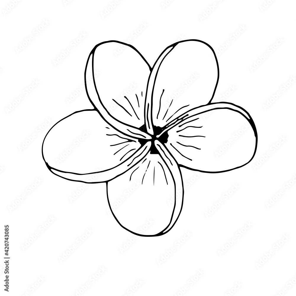 Plumeria flower, vector illustration, hand drawing, sketch Stock Vector ...
