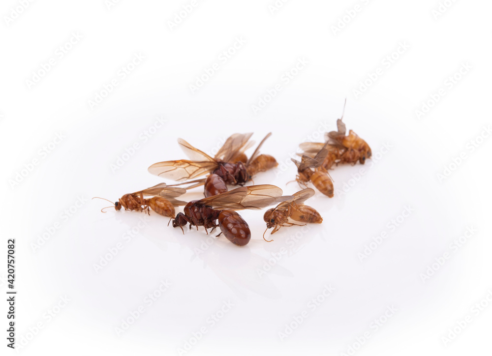 Winged ants isolated on white background Stock Photo | Adobe Stock
