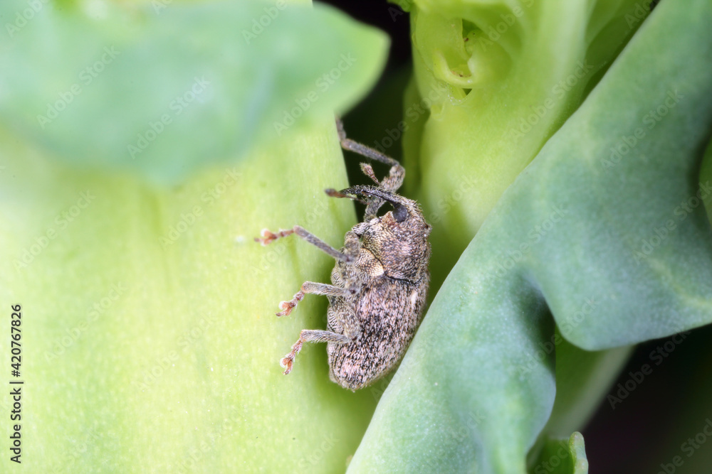 Ceutorhynchus pallidactylus (formerly quadridens) Cabbage Stem Weevil ...