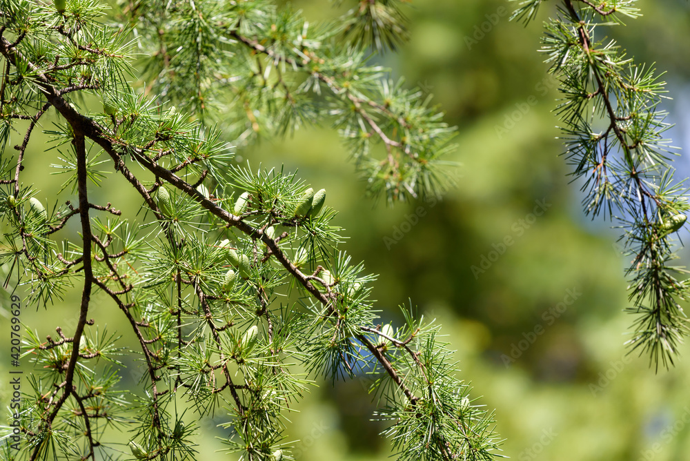 Deodar cedar buds, Cedrus deodara Stock Photo | Adobe Stock