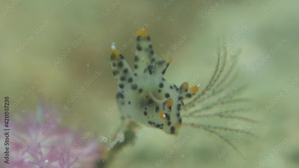 Odd Pokemon Pikachu Sea Slug Extends Soft Cerata Sitting on Soft Coral ...