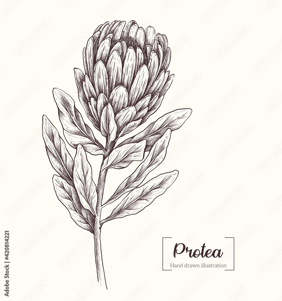 Protea flower vector isolated on white background. Vector Hand Drawn in ...