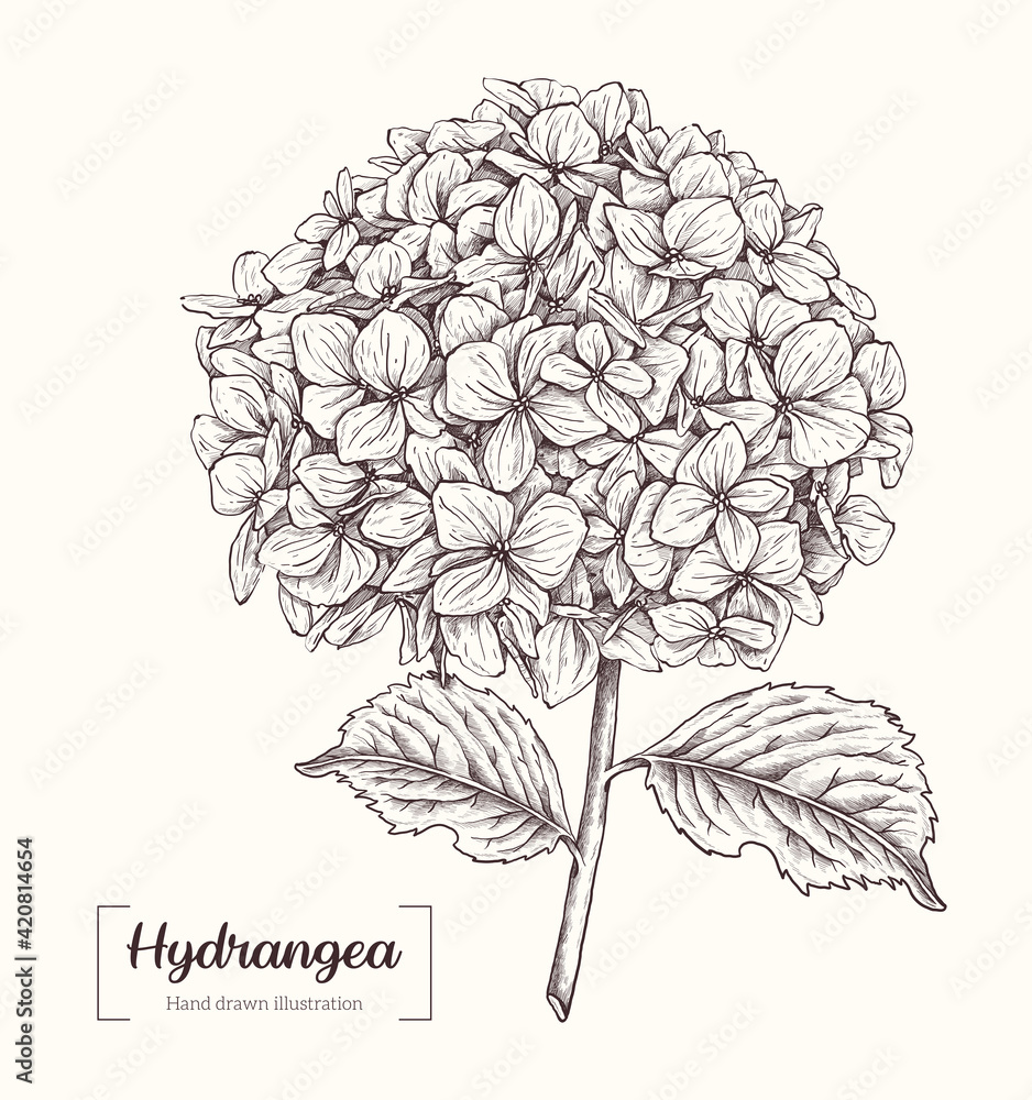 Black And White Hydrangea Drawing