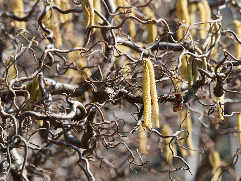 Corkscrew hazel tree (Corylus avellana 'Contorta'), twisted stemmed ...