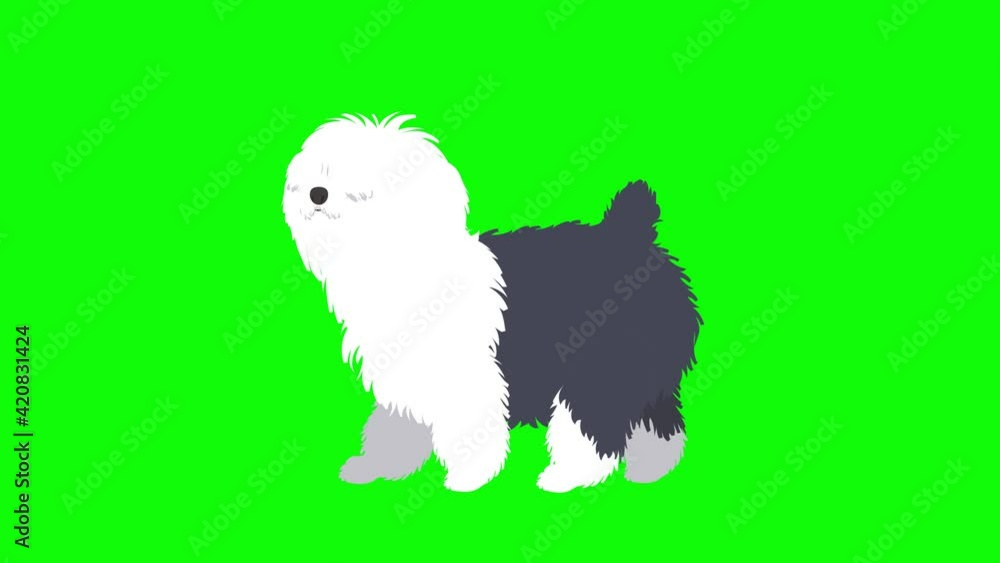 Maltese dog walk cycle animation. Cartoon video clip in high resolution ...