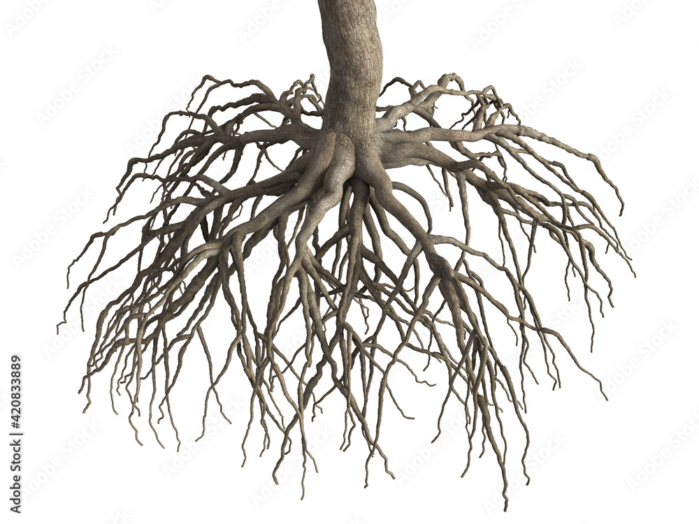 Tree root isolated on white background. 3d rendering. Stock ...