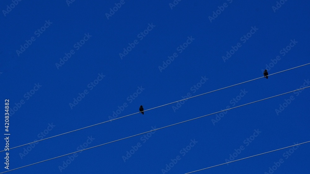 Simetria em aves num fio Stock Photo | Adobe Stock