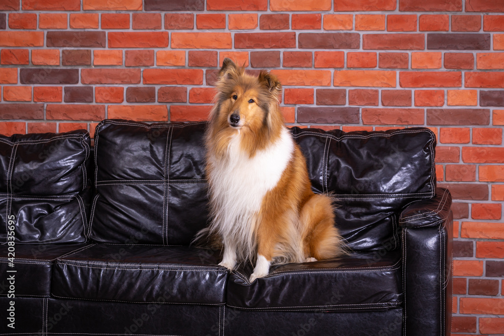 Collie dog sitting on the black sofa at home Stock Photo | Adobe Stock