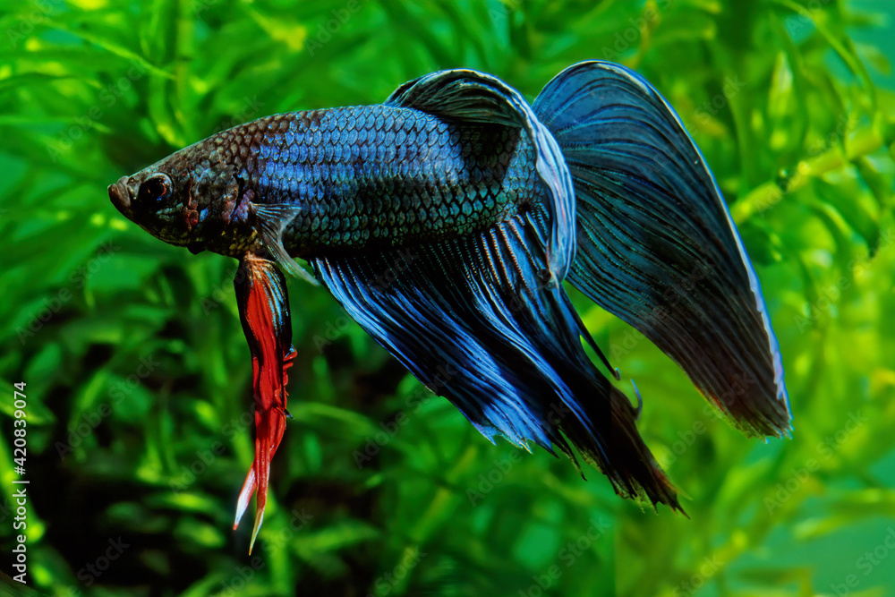 The Siamese fighting fish (Betta splendens), also known as the betta ...