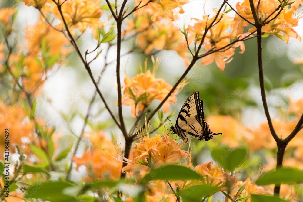USA, Tennessee, Great Smoky Mountains National Park Tiger Swallowtail ... USA, Tennessee, Great Smoky Mountains National Park Tiger Swallowtail ...