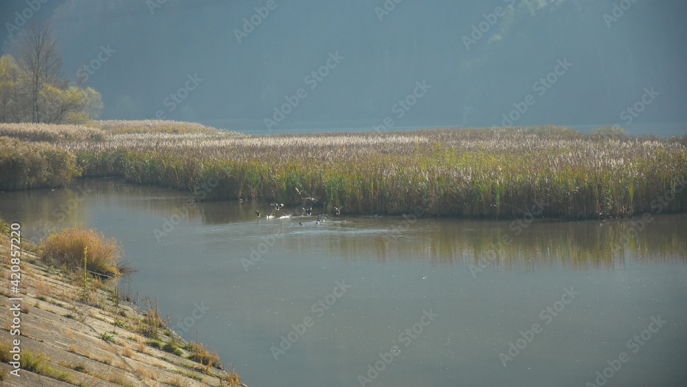 Foto de A flock of wild birds flying from a reed growing in the bed of ...