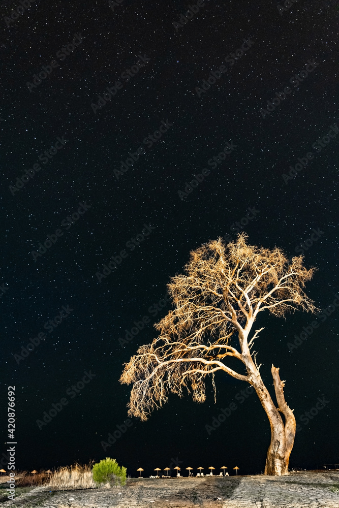 Long exposure image of a dead, old tree on a beach under a clear ...