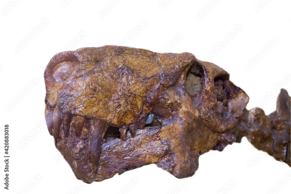 The skull of the predatory thecodont prestosuchus (lat. Prestosuchus ...