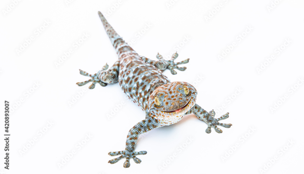 gecko on white background. Tropical asian geckos, True geckos. Stock ...