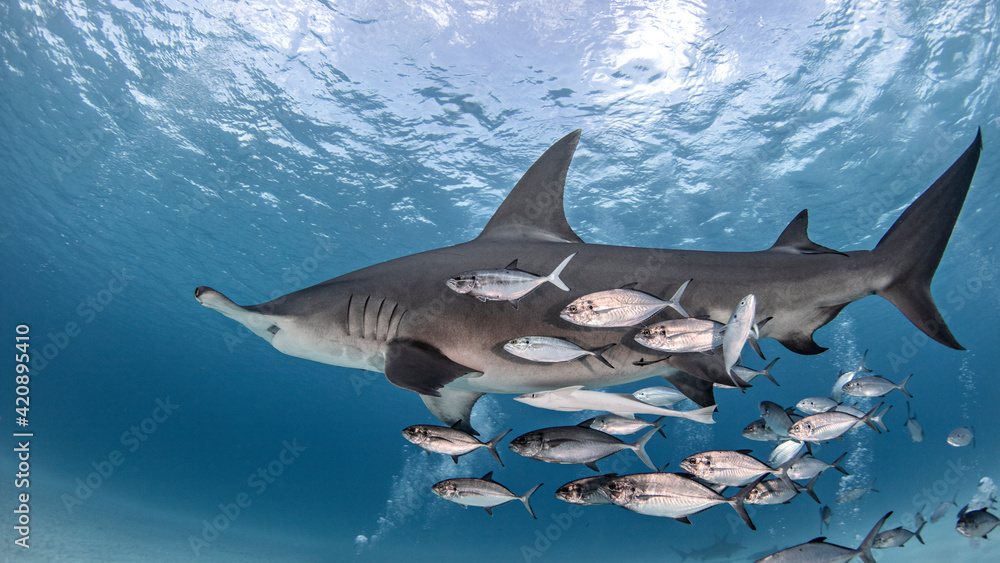 Great hammerhead shark in shoal of fish, Alice Town, Bimini, Bahamas ...