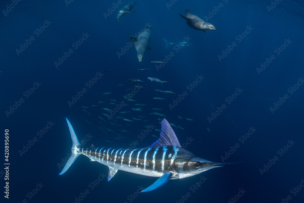 Striped marlin hunting mackerel and sardines, joined by sea lions Stock ...