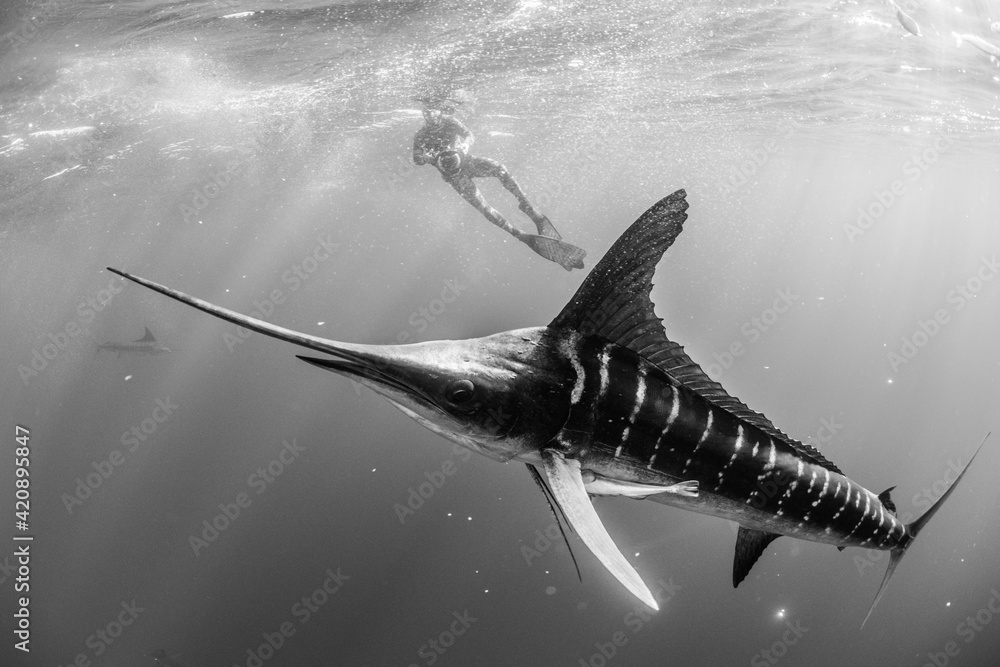 Striped marlin hunting mackerel and sardines, photographed by diver ...