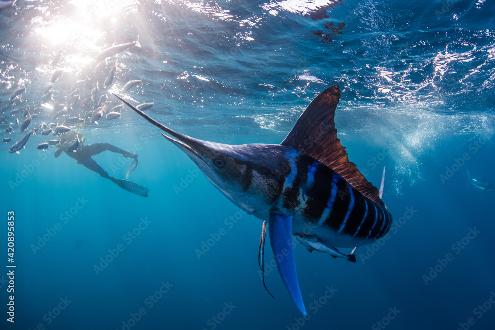 Striped marlin hunting mackerel and sardines, photographed by diver ...