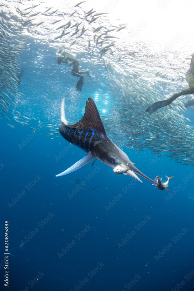 Striped marlin hunting mackerel and sardines, photographed by divers ...