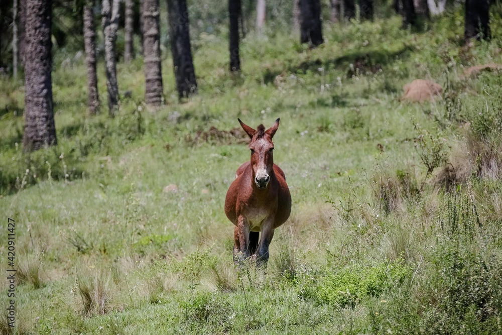 Stockfoto A mula é um mamífero híbrido originário do cruzamento do asno ...