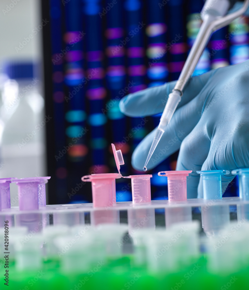 Foto de Scientist pipetting DNA samples into microcentrifuge tubes ...