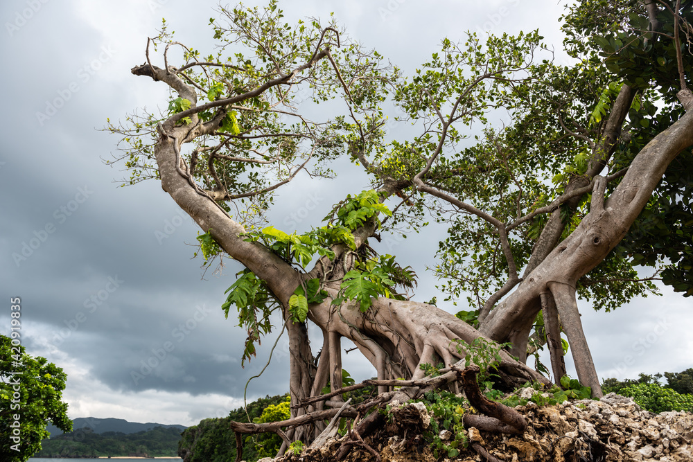 Ficus Microcarpa, with its roots trapped in coral rocks and its shape ...