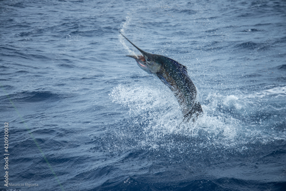 Sailfish Jumping Stock Photo | Adobe Stock