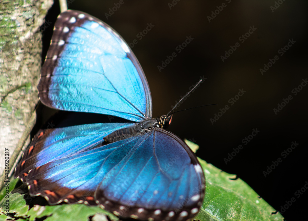 Las mariposas Morpho Azul son conocidas por el espectacular azul ...