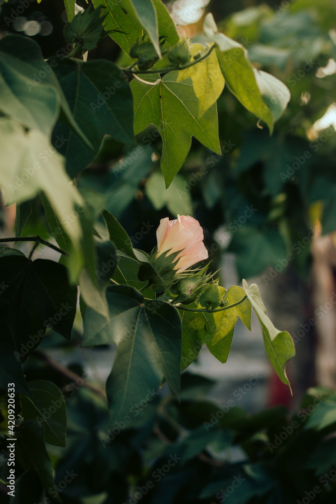 Cotton flower after fertilization. The white cotton flower, after being ...
