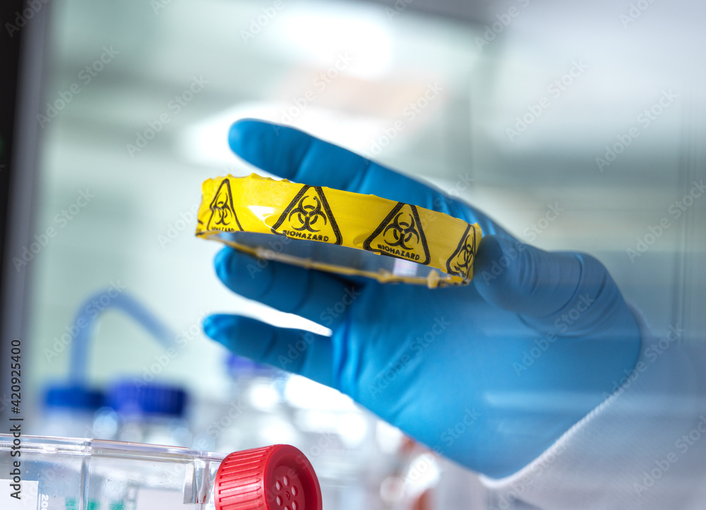 Foto de Microbiology Research, Scientist examining a petri dish ...