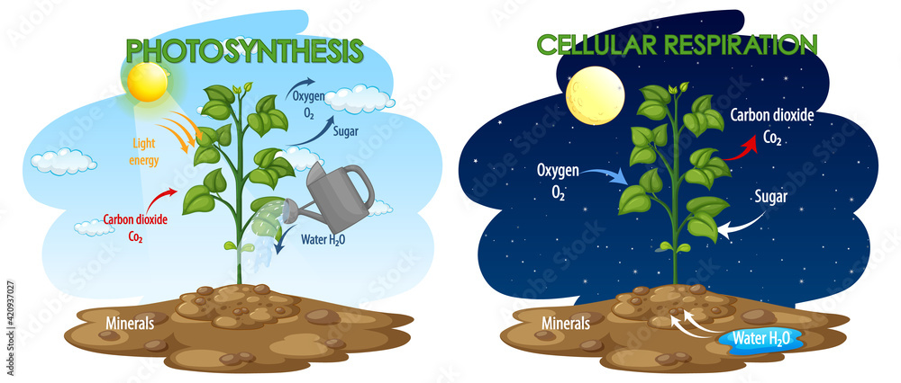 Photo & Art Print Diagram showing process of photosynthesis and ...